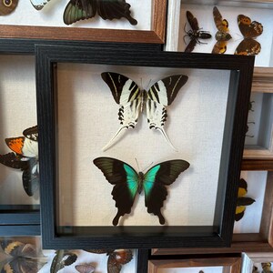 Real Framed Taxidermy Graphium Androcles Giant Swordtail & Papilio ...