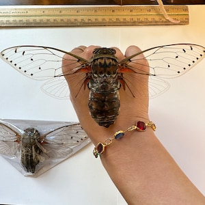 2 Pomponia Intermedia Emperor Cicada Wings Open Real Unframed Unmounted ...