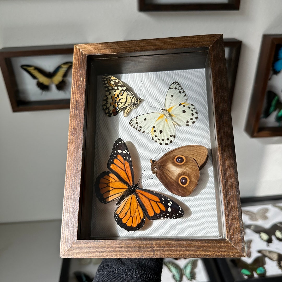 Real Taxidermy Preserved Butterflies in Shadow Box- Danaus Plexippus ...