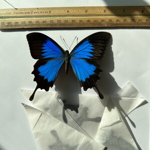 3-12 Papilio Ulysses Blue Swallowtail Real Butterflies Unmounted ...