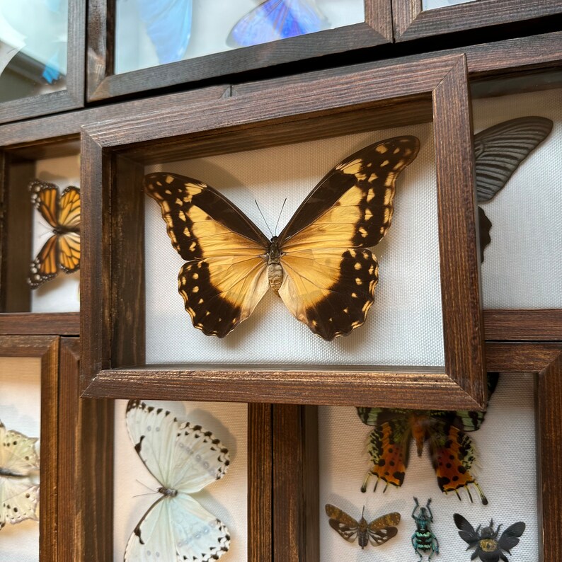 Real Framed Taxidermy Rare Female Morpho Rhetenor Helena Blue - Etsy