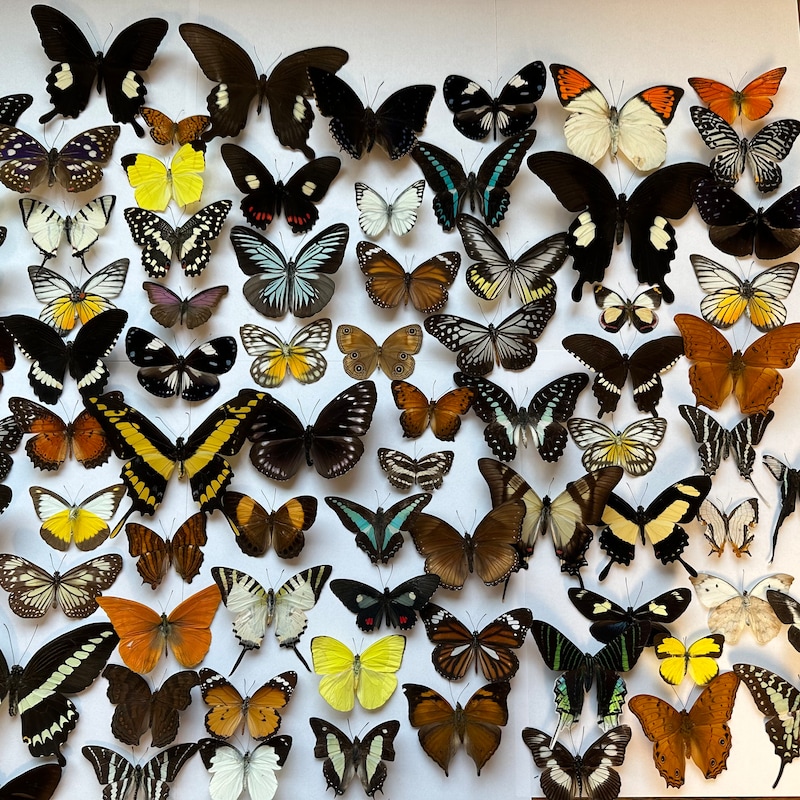 Dried Butterflies - Etsy