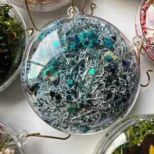 Real Alcides Orontes Blue Zodiac Moth Butterfly Natural Holiday ...