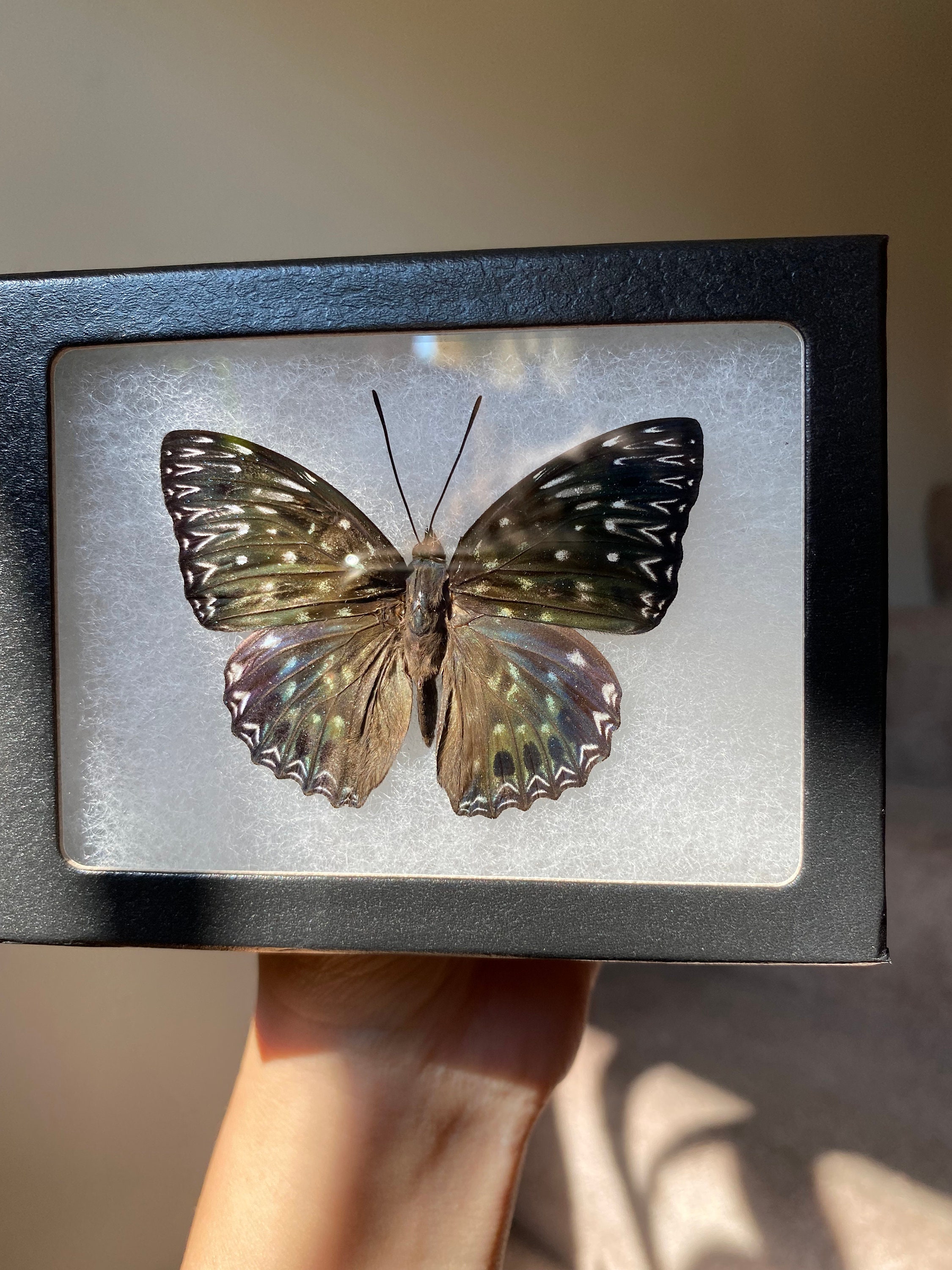 natural Real Framed Taxidermy swallowtail Butterfly in Riker Mount ...