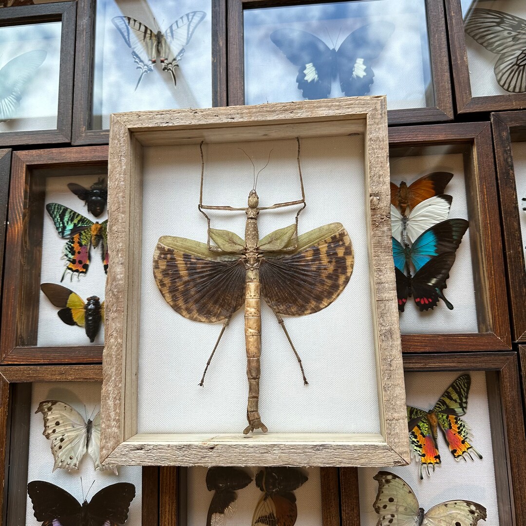 Real Framed Taxidermy Large Phasma Gigas Brown Giant Stick Bug in ...