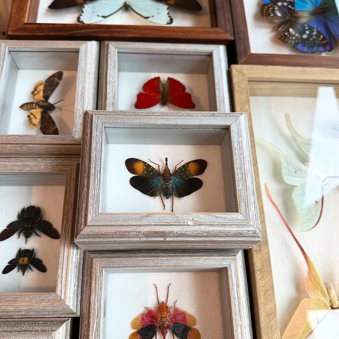 Real Framed Taxidermy Orange & Blue Pyrops Gunjii Exotic Lanternfly in ...