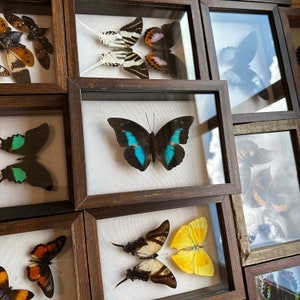 Real Framed Taxidermy Turquoise Blue Prepona Amphimacus Tropical ...