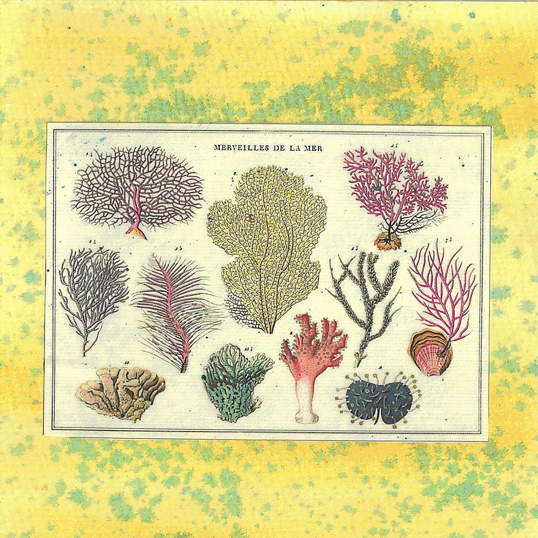 Original Coral Diagram Watercolor Collage - Etsy