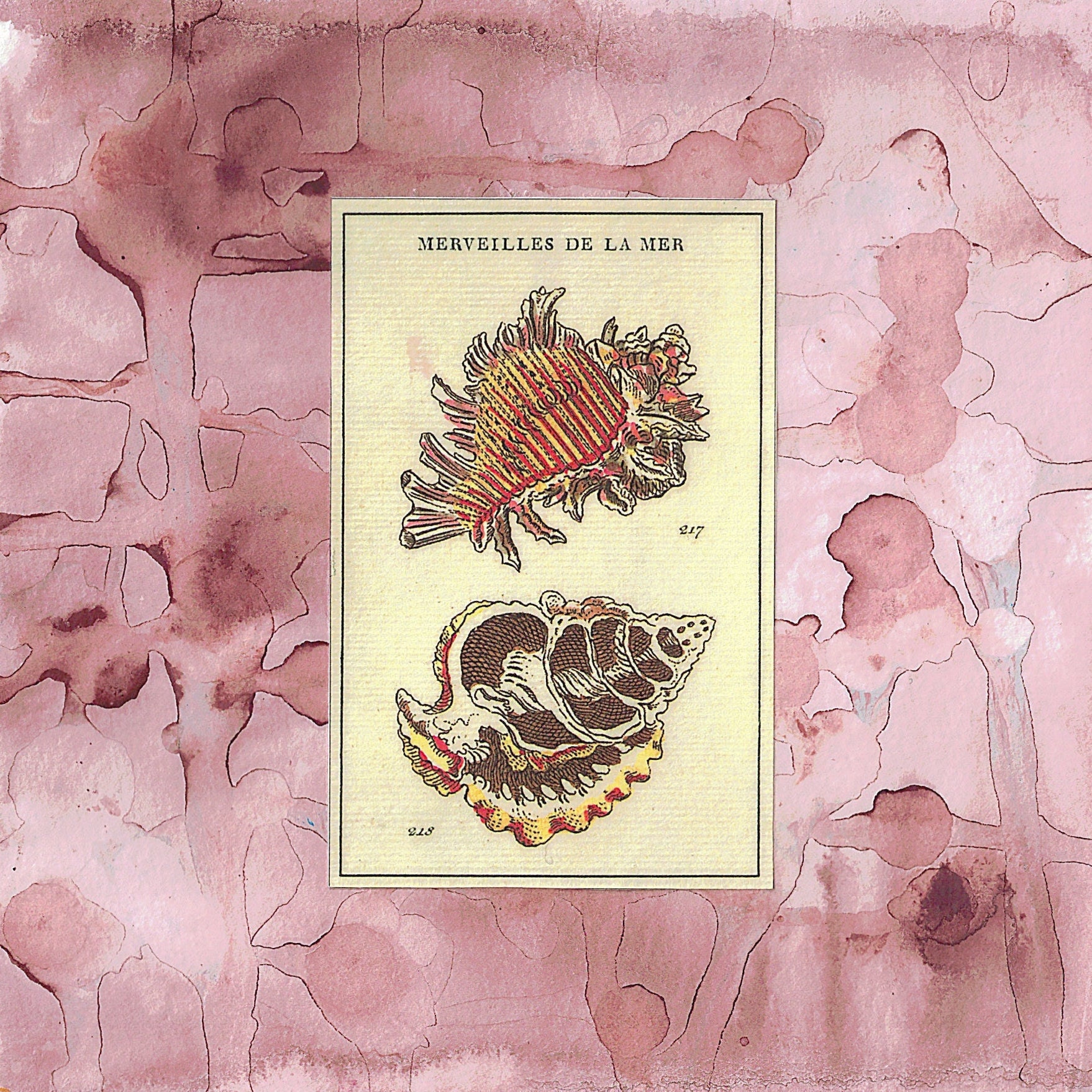 Original Sea Shells Diagram Watercolor Collage - Etsy