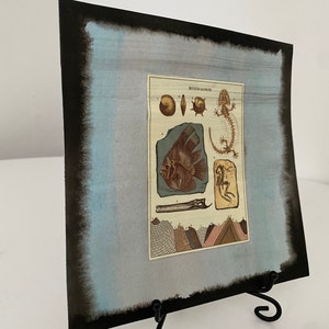 Original Fossils Diagram Watercolor Collage | Etsy