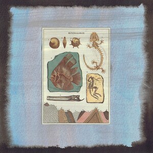 Original Fossils Diagram Watercolor Collage | Etsy