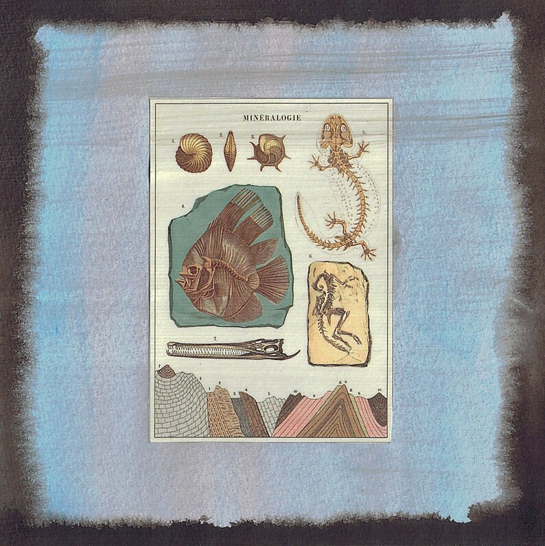 Original Fossils Diagram Watercolor Collage - Etsy