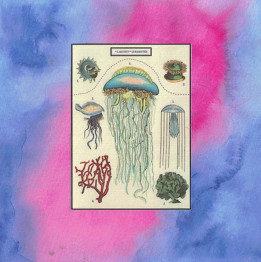 Original Jellyfish Diagram Watercolor Collage - Etsy