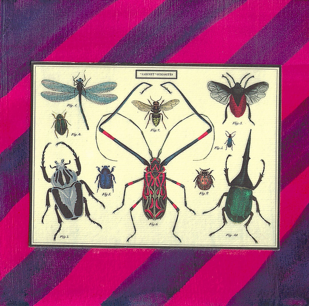 Original Bugs Diagram Watercolor Collage - Etsy