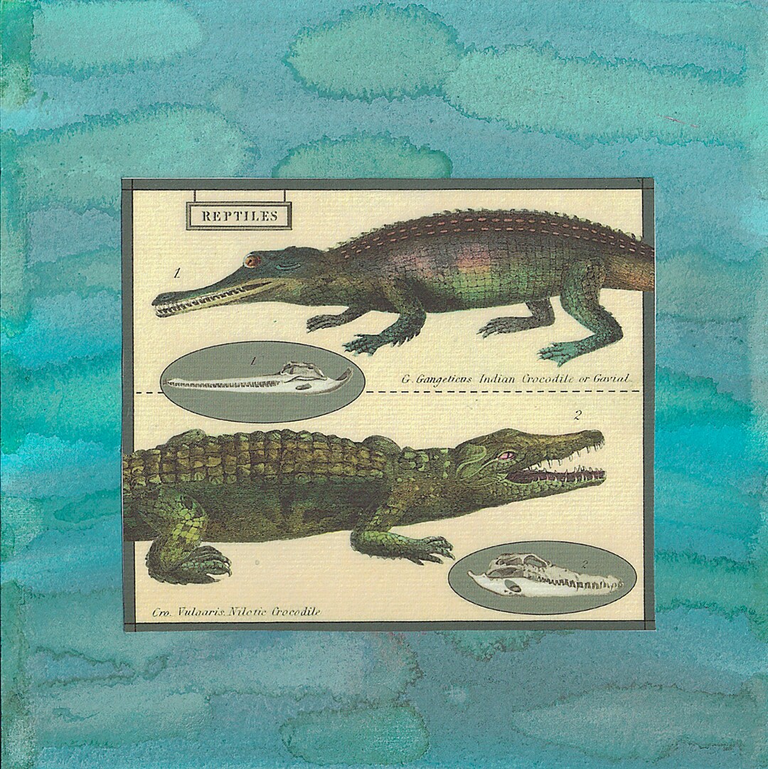 Print Alligator Diagram Watercolor Collage - Etsy