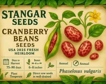 Appalachian October Cranberry Beans - Etsy