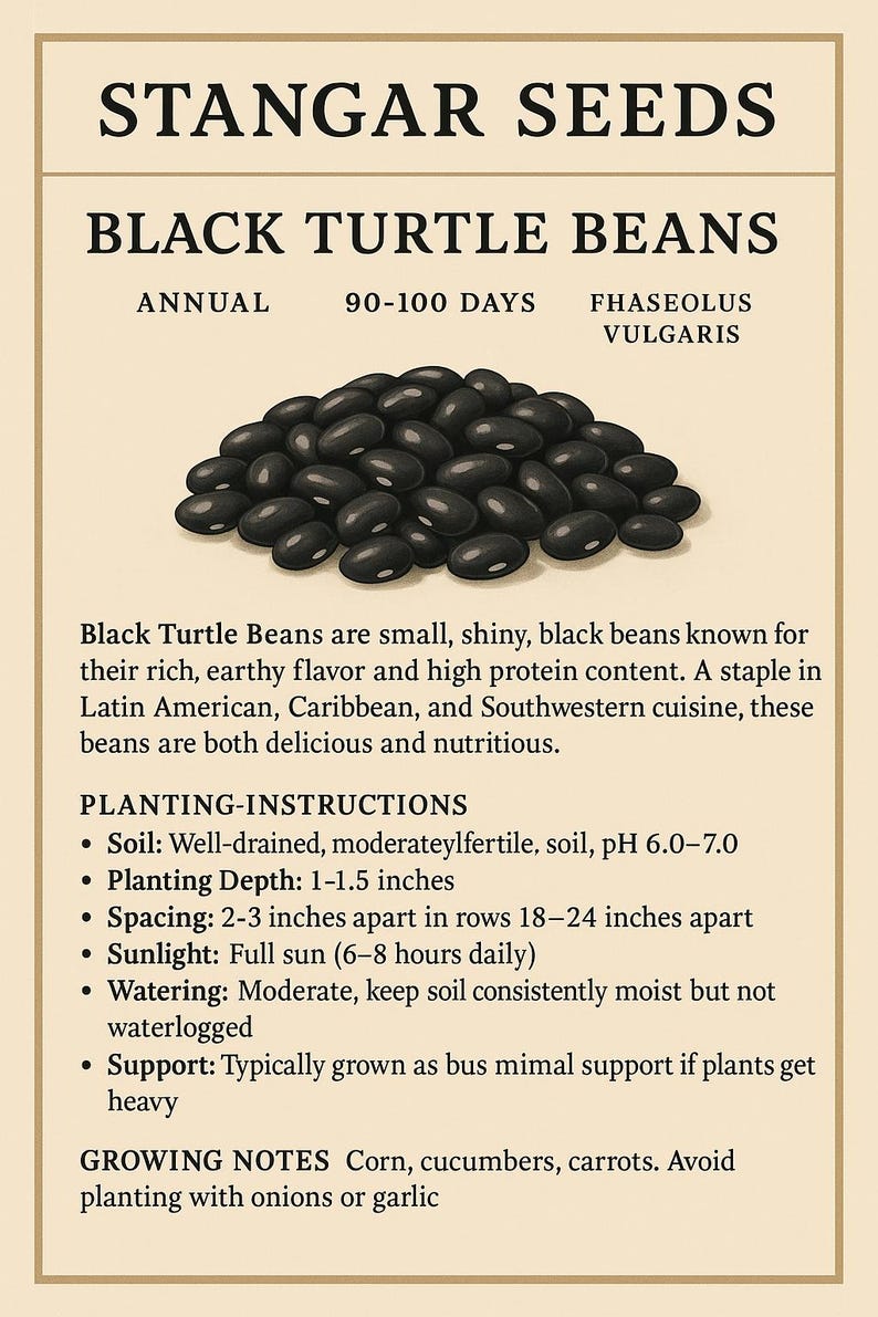 Black Turtle Beans Seeds - Etsy