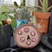 Goblin Core Clay Art Round Wall Sculpture Painting Details With Real ...