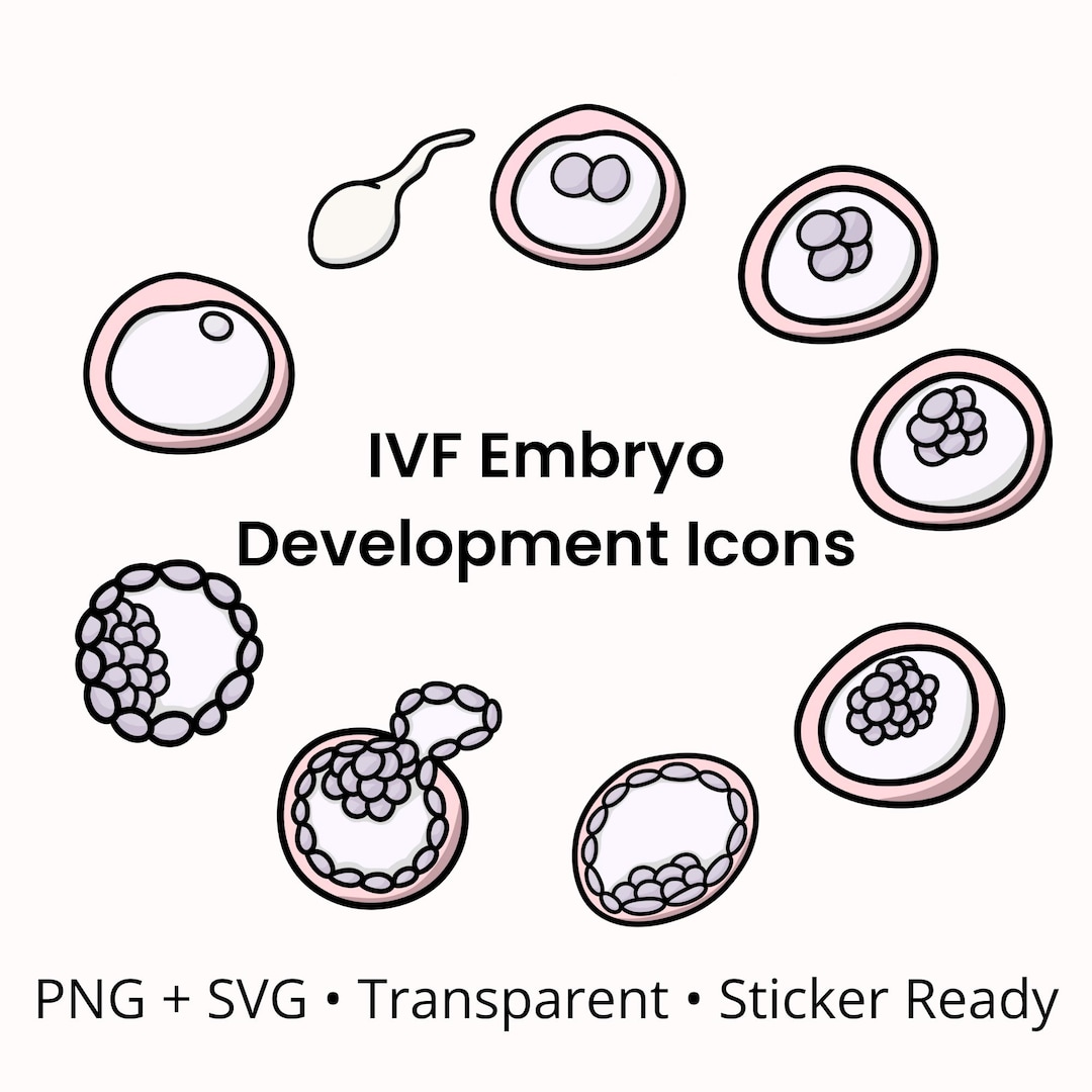 Coloured Embryo Development Icons | IVF & Embryology Design Elements ...