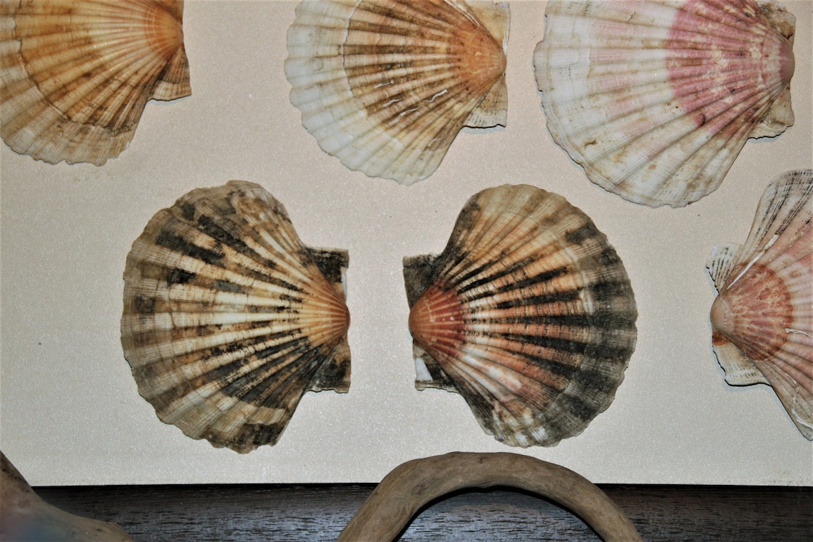 9 Very Large Scallop Seashells 13cm X 11cm Each Approx4'' to 5 ...