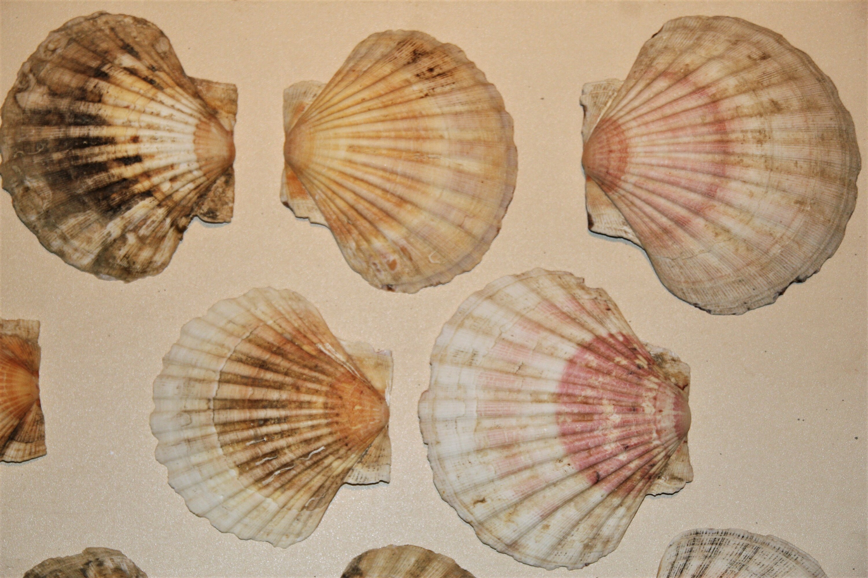 9 Very Large Scallop Seashells 13cm X 11cm Each Approx4'' to 5 ...