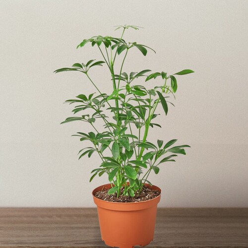 6 Inch Live Tree in Growers Pot 12 to 14 Inches Tall | Etsy