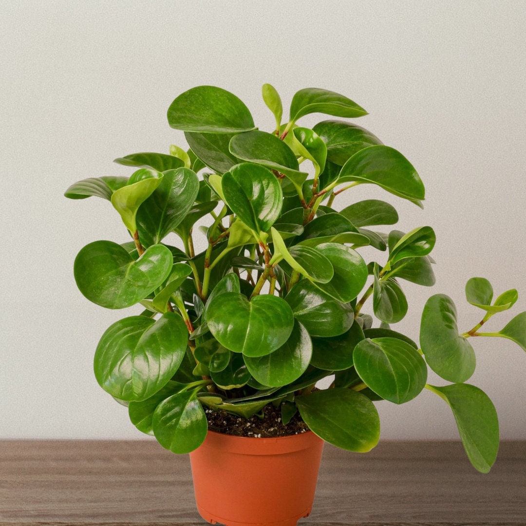 live plant 4 pot Peperomia obtusifolia Thailand Gardening & Plants ...