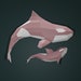 ORCA and Baby-orca, Paper Craft ORCA Whale , Paper Craft Template ...