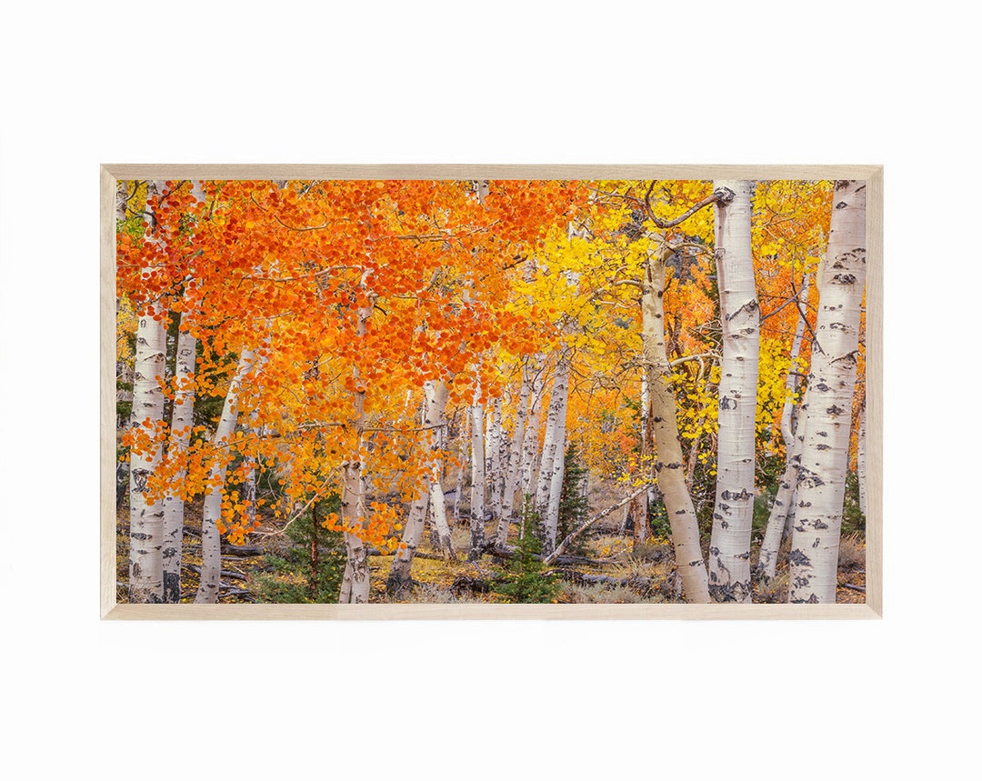 Aspen Trees Photography for the Samsung Frame TV, Frame TV Fall Foliage ...