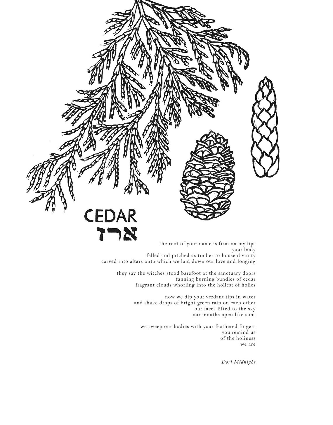 Cedar Poster - Etsy