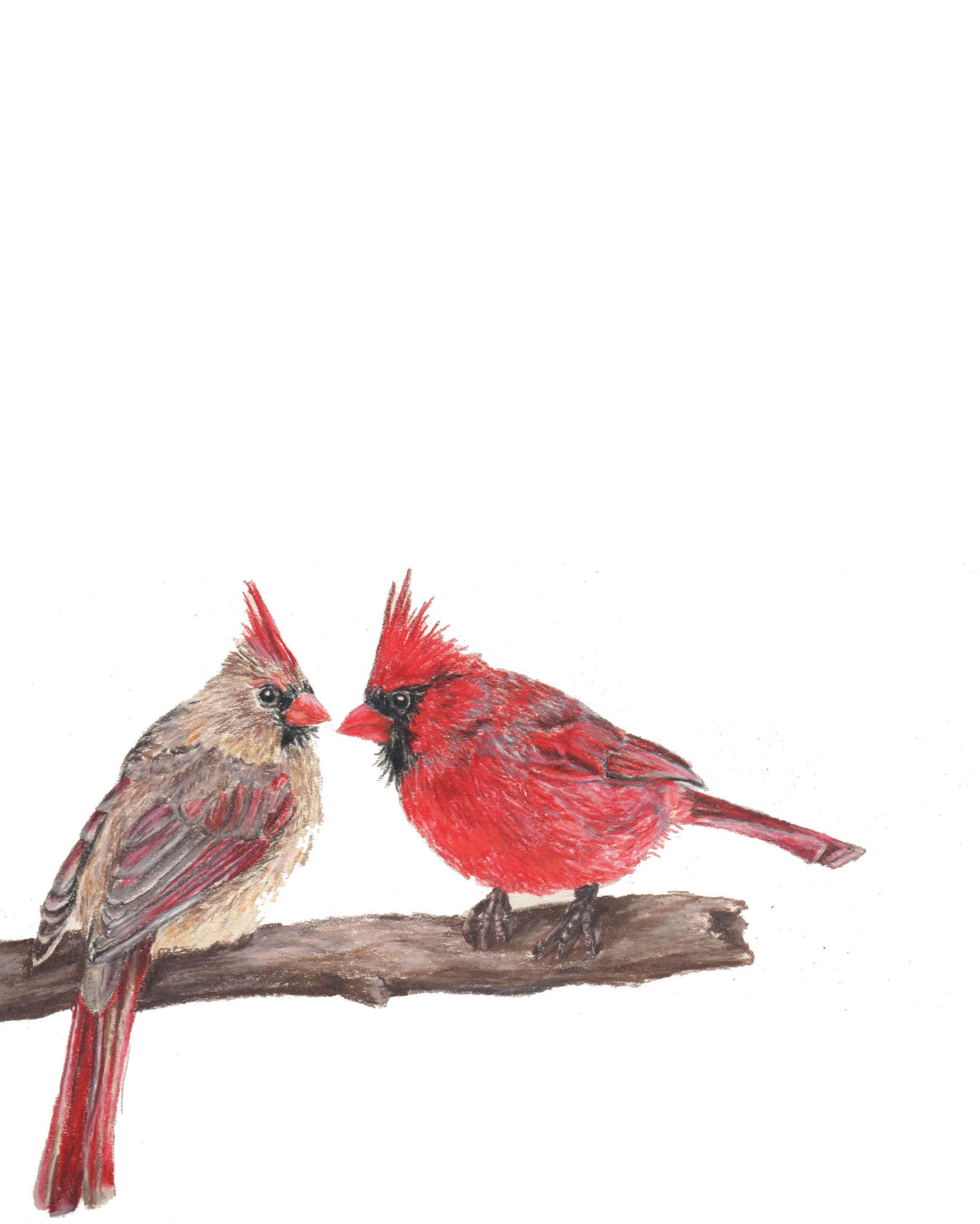 Cardinal Couple 2, Minimalistic Bird Drawing. - Etsy