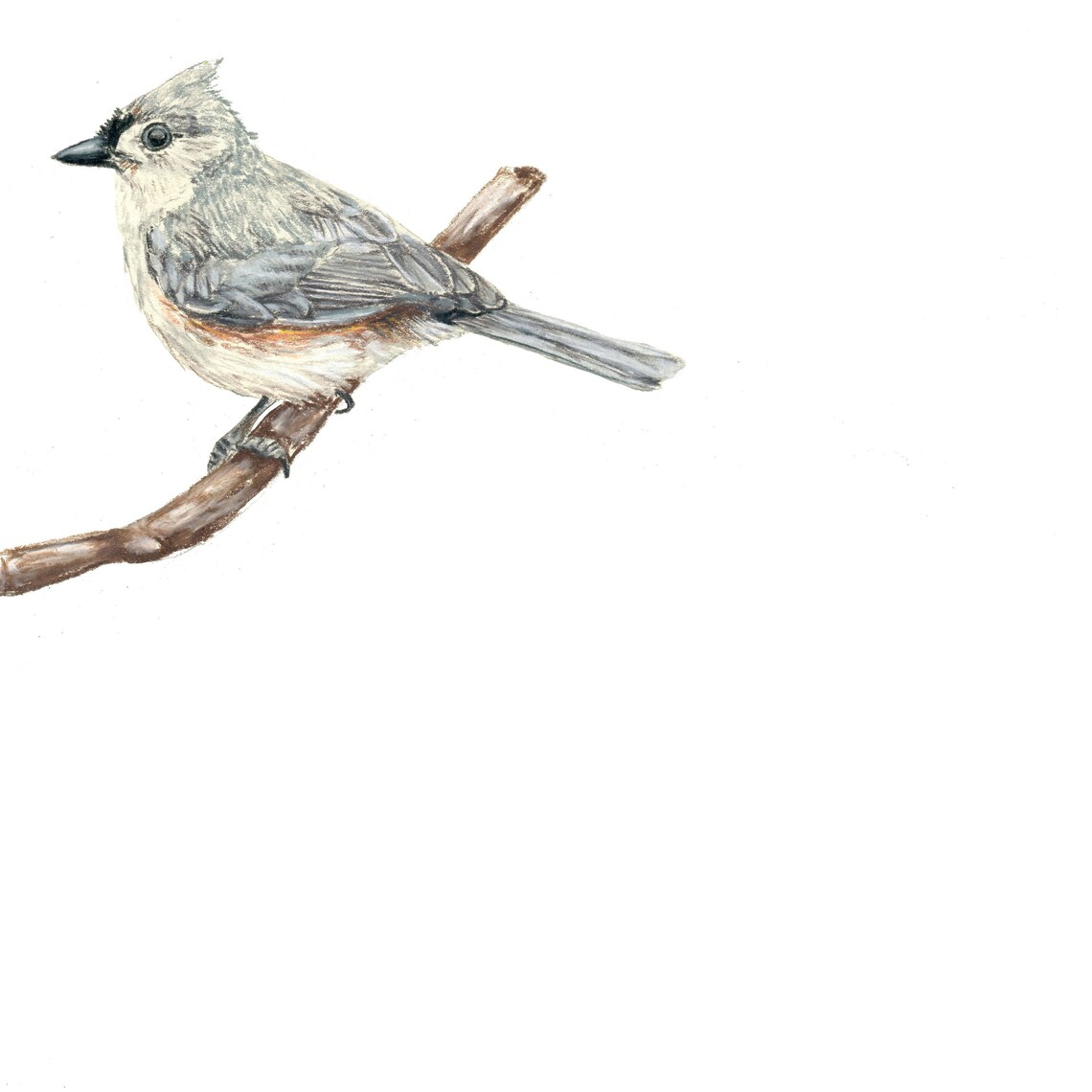 Tufted Titmouse Art Print, Minimalistic Bird Drawing. - Etsy