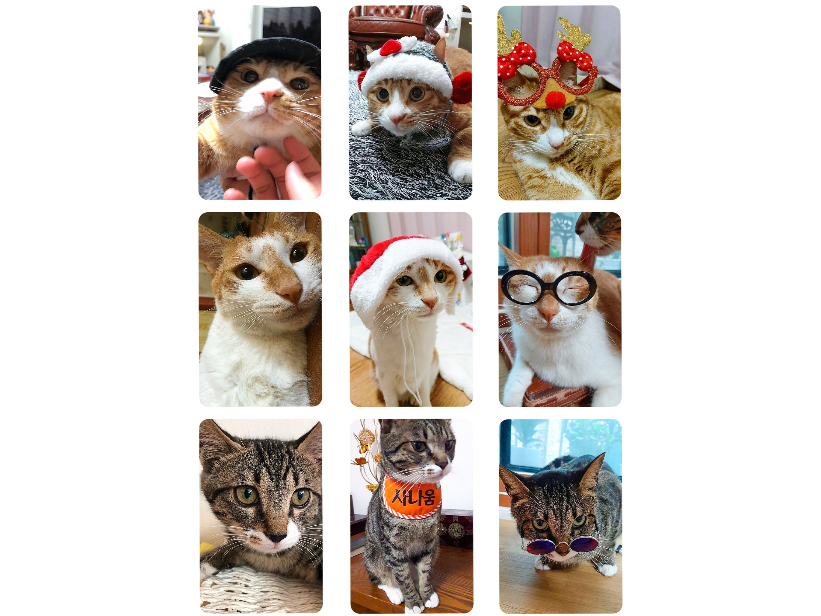 Stray Kids Photocards Soonie Doongie Dori Minho Cats Unoffical - Etsy 日本