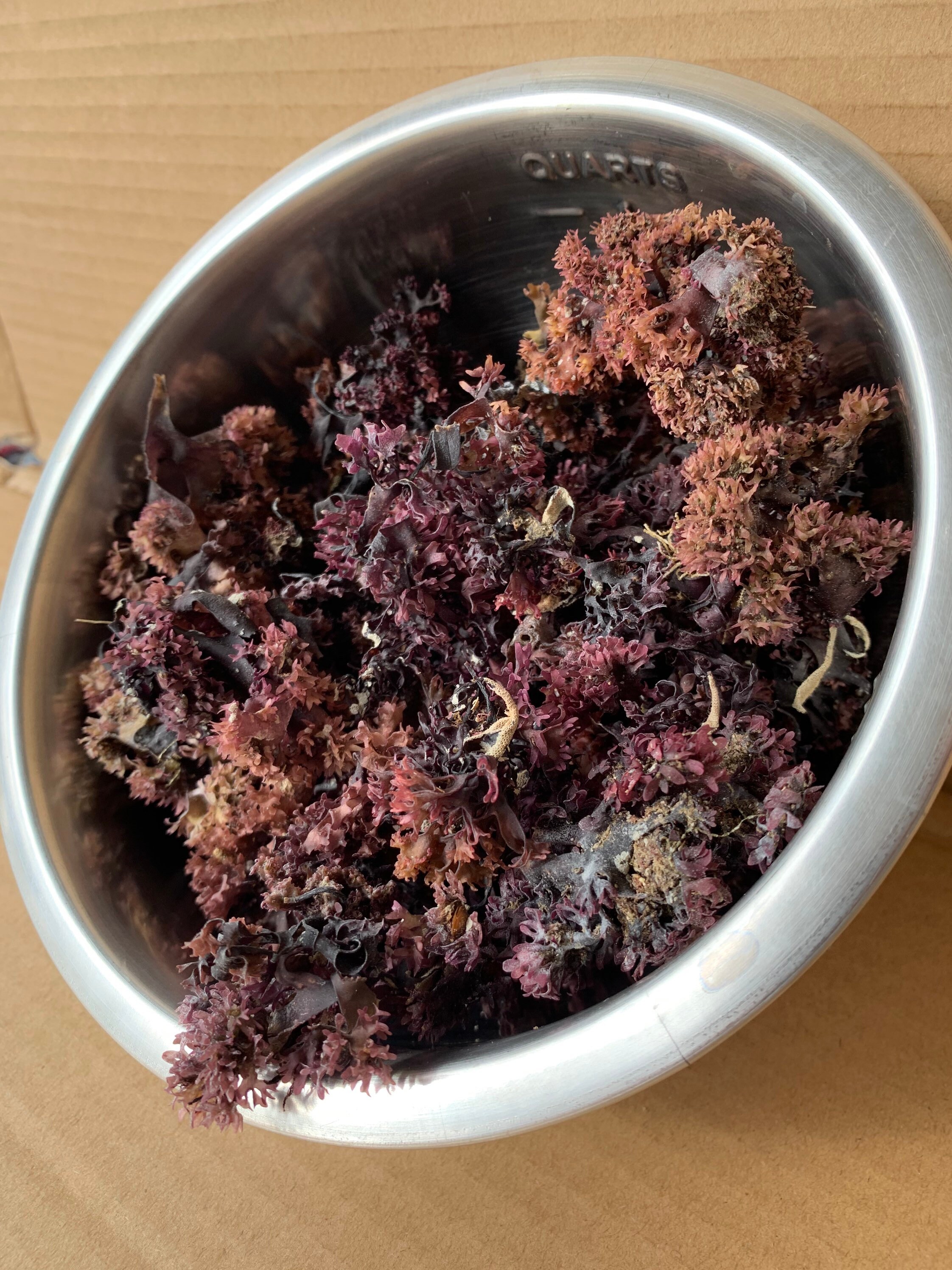 Chondrus Crispus Irish Seamoss whole Leaf - Etsy UK