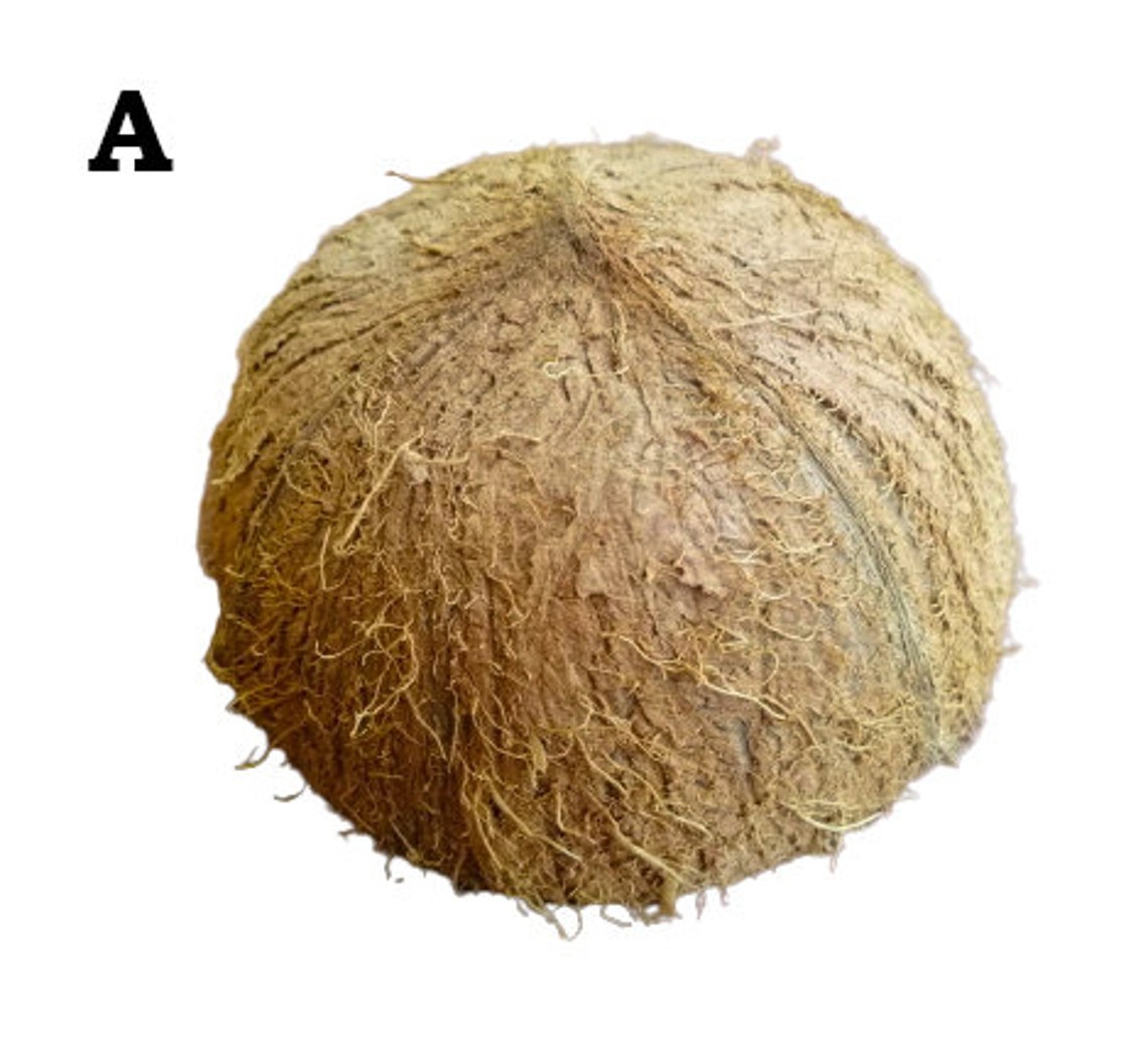 100pc Coconut Shell Half - Etsy