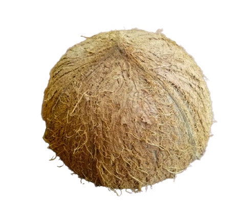 Coconut Shell Half - Etsy