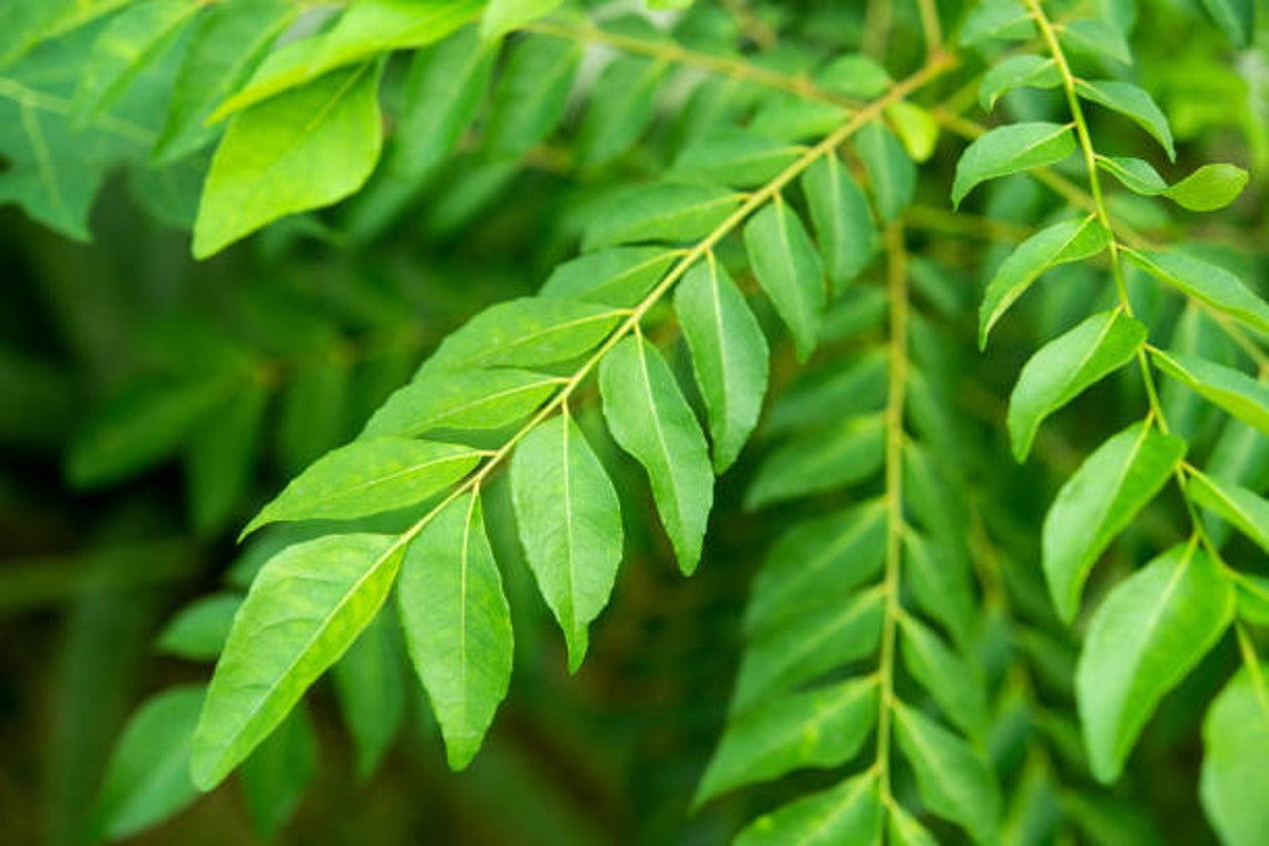 Organic Curry Leaf | Curry Leaf Powder | Natural Ceylon Murraya ...