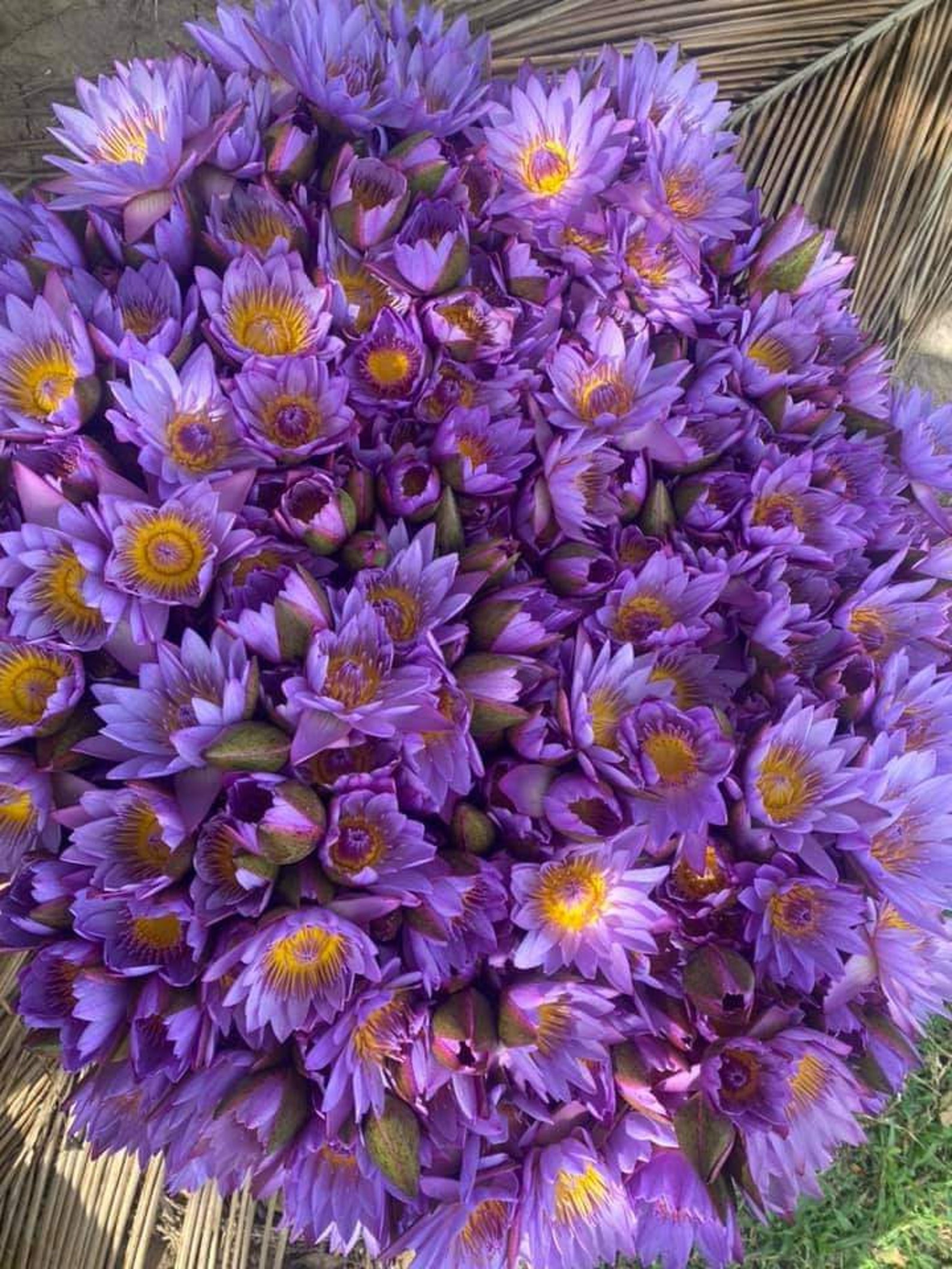 1000g Premium Organic Dried Blue Lotus Flowers Blue Tea - Etsy