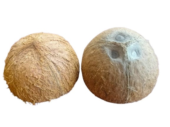 Coconut Shell Half - Etsy