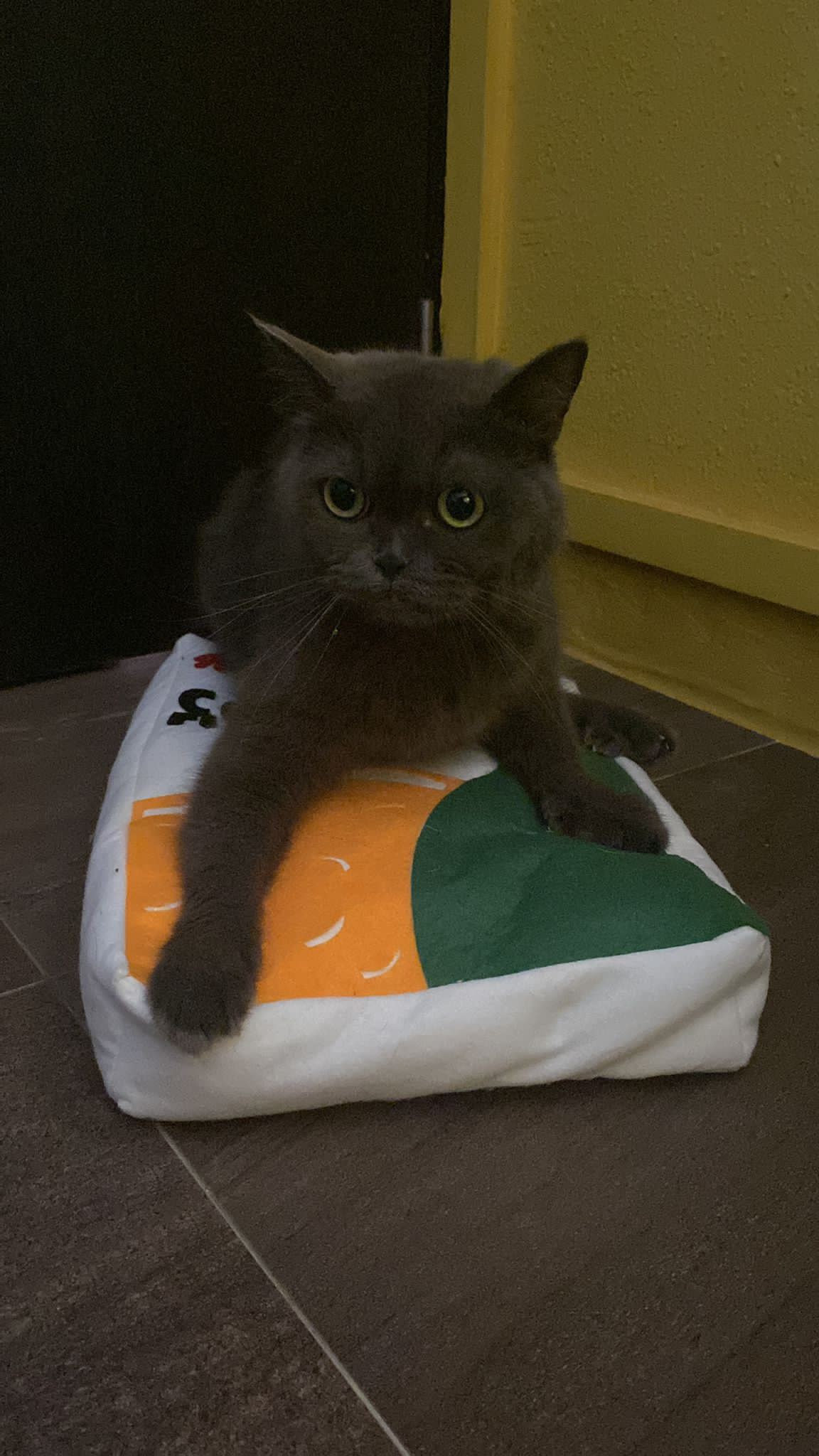 Cat Toy Cornflakes Catnip Cat Toys Handmade Birthday Cat Toys Cat Lover ...