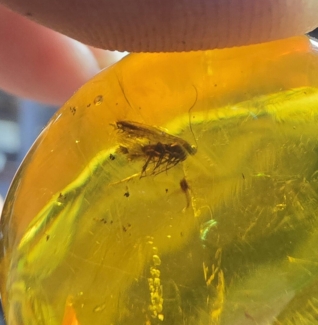 Dominican Amber **with Multiple Insect Inclusions** *ultra Rare* Los ...