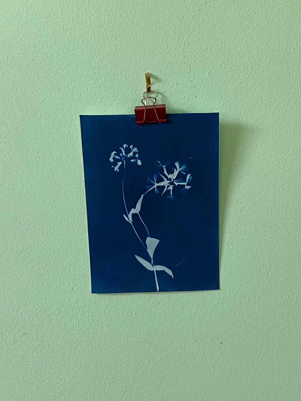 Botanical Cyanotypes - Etsy
