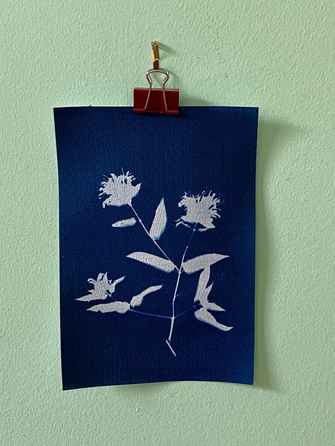 Botanical Cyanotypes - Etsy