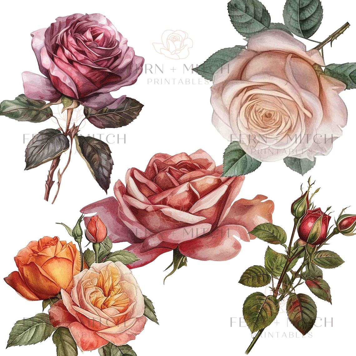15 Vintage Watercolor Rose Clip Arts, Roses PNG for Commercial POD Use ...