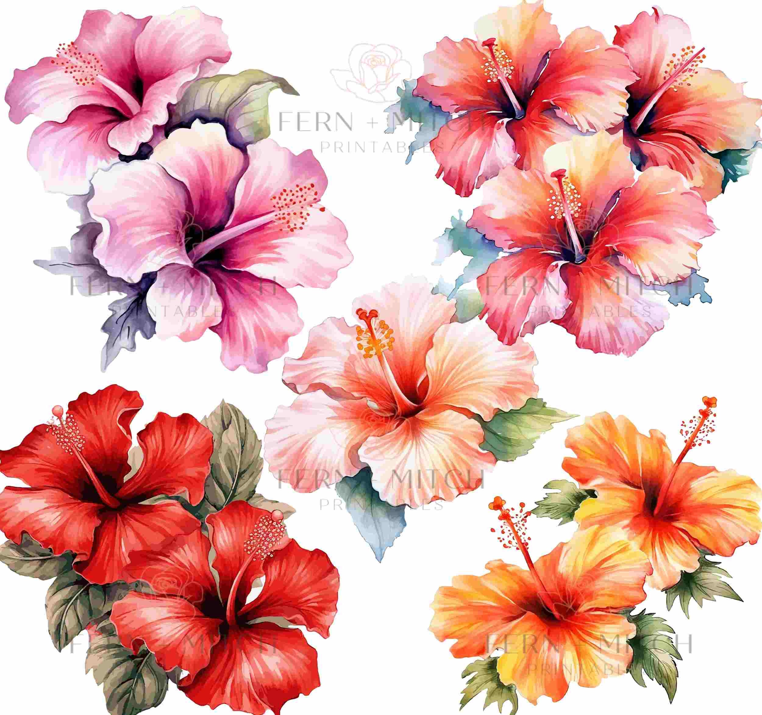 Watercolor Hibiscus Flower Clipart, Tropical Floral PNG for Commercial ...