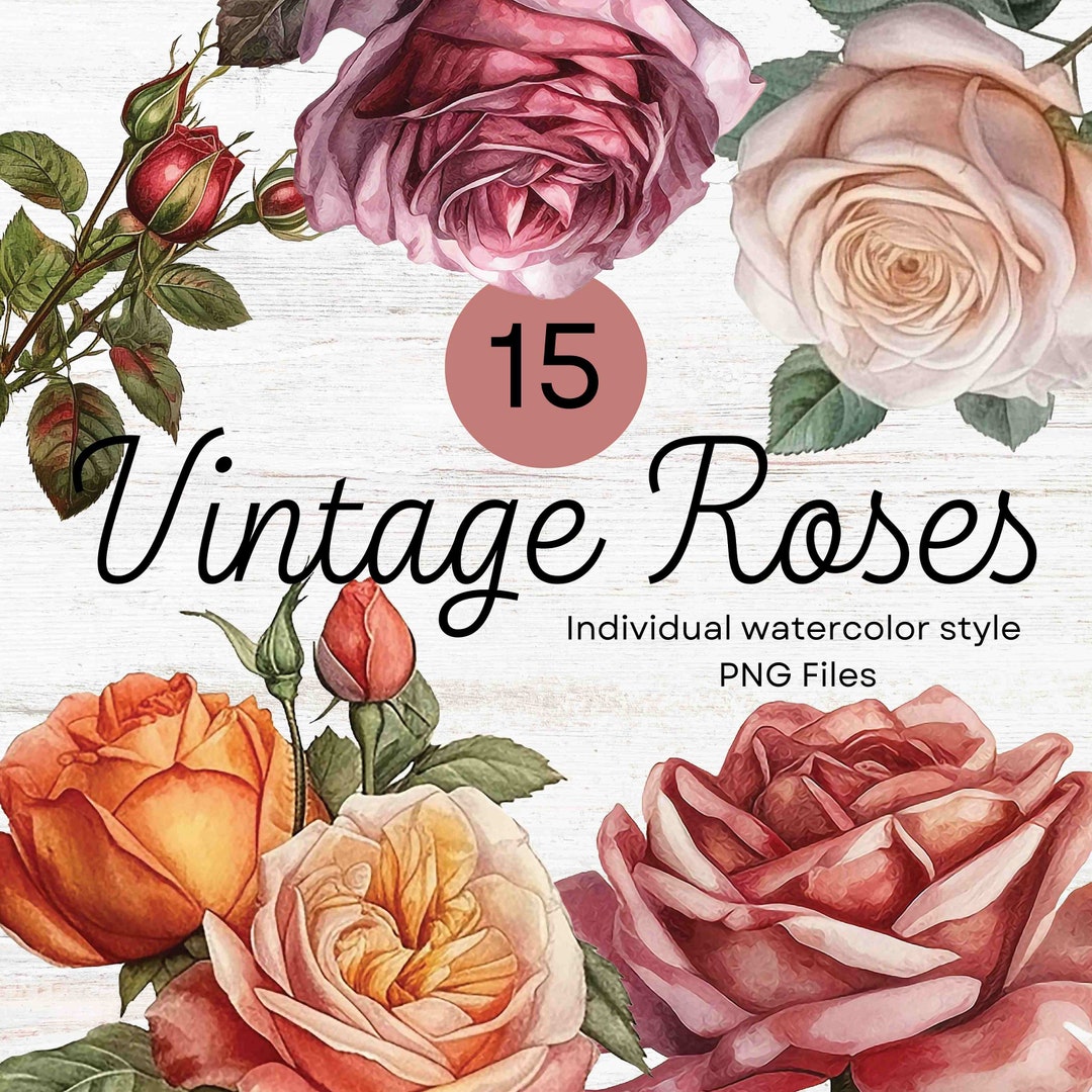 15 Vintage Watercolor Rose Clip Arts, Roses PNG for Commercial POD Use ...