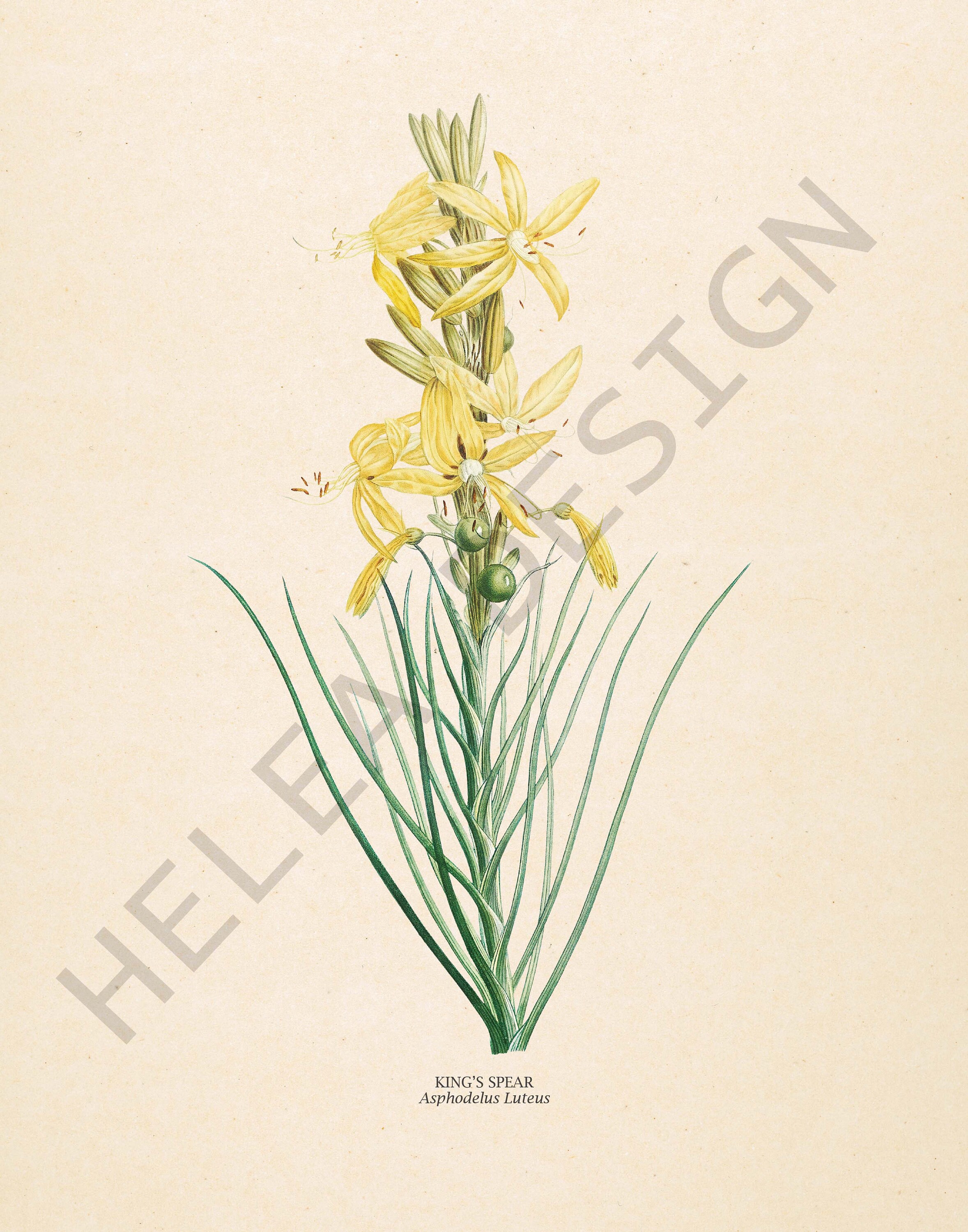 Vintage Botanical Prints Yellow Flowers Kitchen Bedroom Poster ...