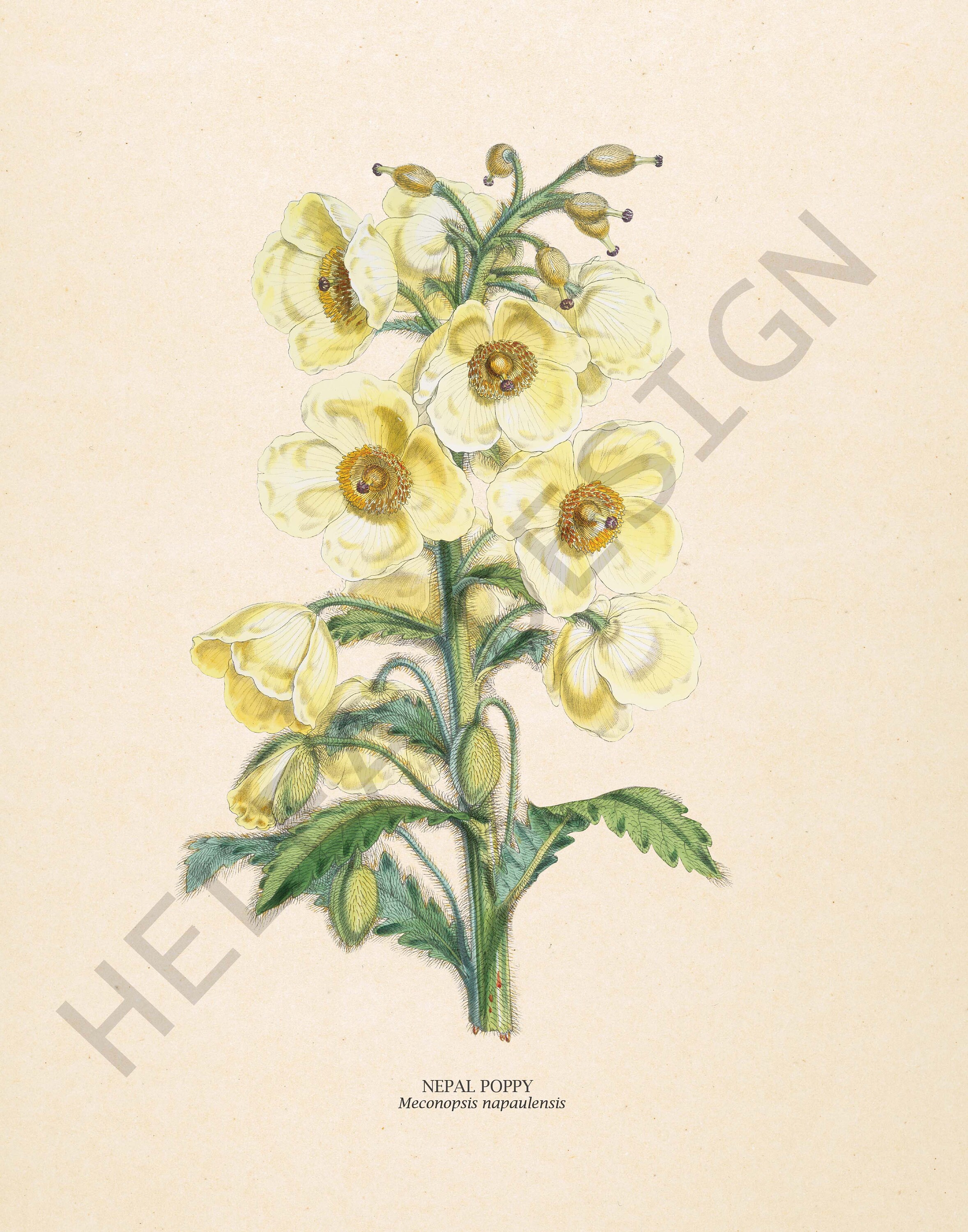 Vintage Botanical Prints Yellow Flowers Kitchen Bedroom Poster ...