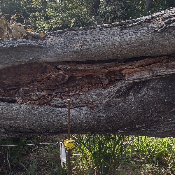 Lightning Struck Wood - Etsy