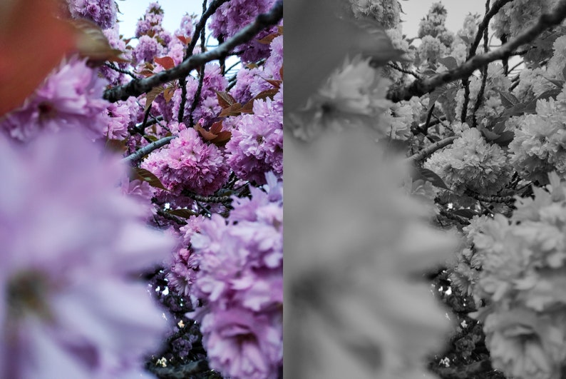 Photo Colorization Image Color Enhance Add Color Picture - Etsy